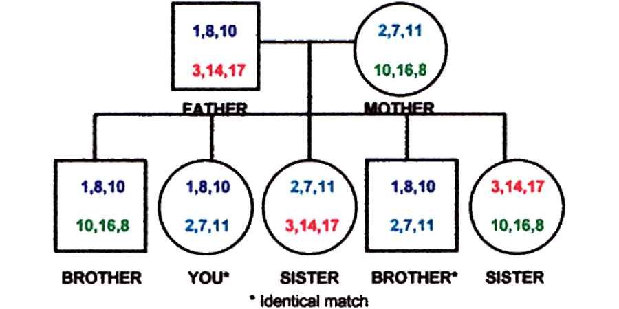 HLA test explained: Purpose, preparation, and what to expect – Damola ...
